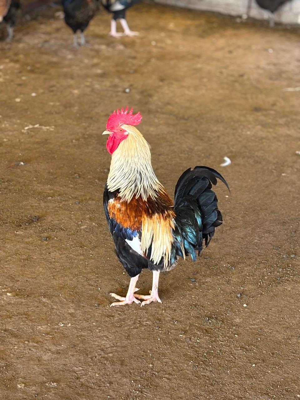 Sri RS Poultry Farms & Hatcheries
